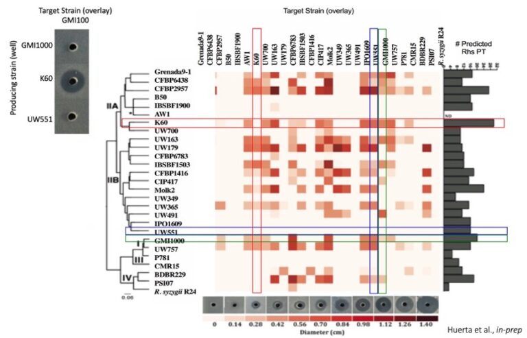 Bacterial Competition – NCSU Phytobacteriology Lab